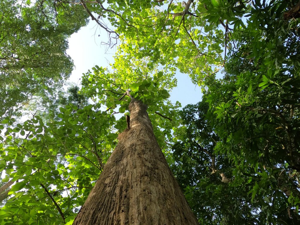 Burmese Teak Vs. South American Teak: Two Woods, Two Worlds