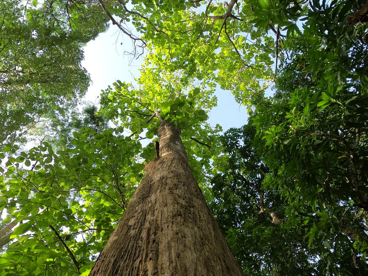 Burmese Teak Vs. South American Teak: Two Woods, Two Worlds